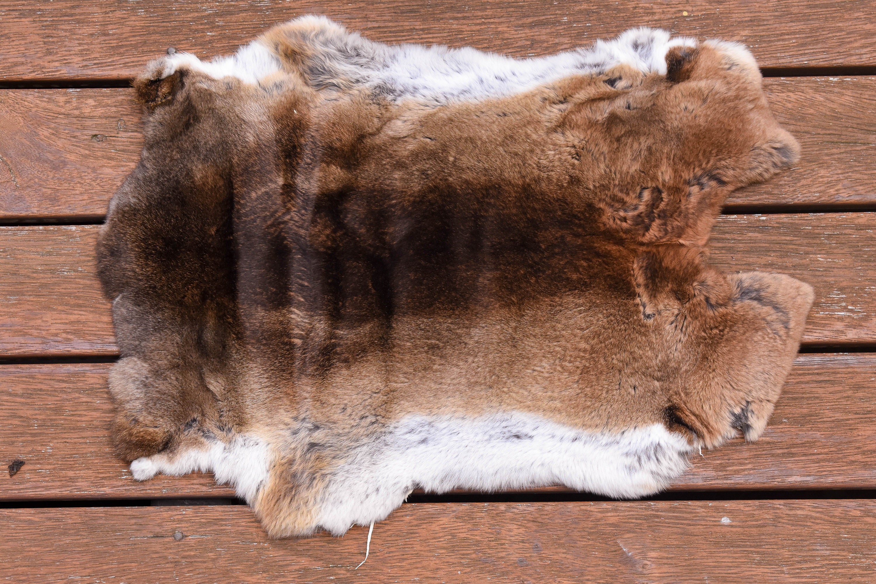 Rex Rabbit Pelt - Etsy