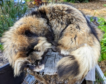 Golden Cross Fox Pelt - Etsy