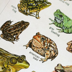 FROG ART PRINT - 8x10 - Vintage Poster - Frog Decor - Cottagecore Room ...