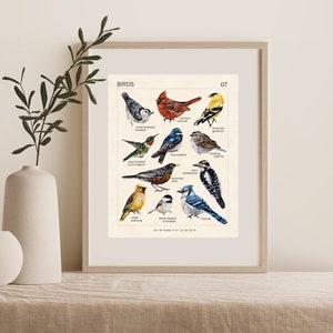 BIRD ART PRINT - 8x10 - Vintage Poster Wall Art - Bird Species ...