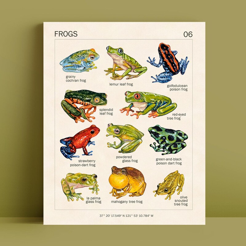 Frog Decor - Etsy