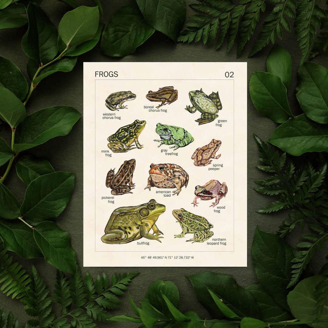 FROG ART PRINT 8x10 Vintage Poster Frog Decor Cottagecore Room Decor ...