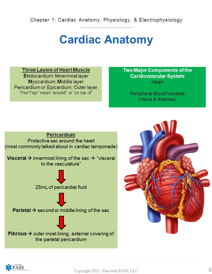 EMT Cardiology Study Guide - Etsy
