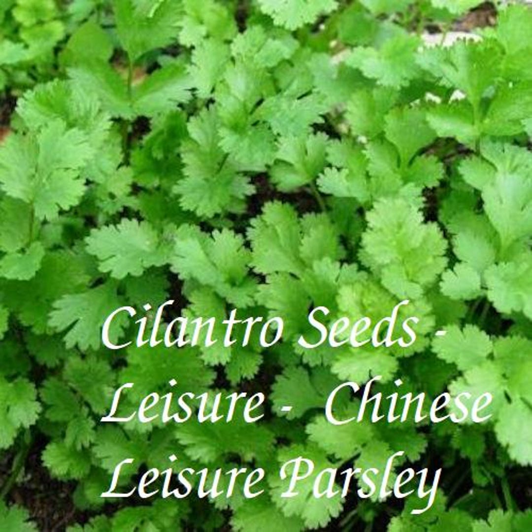 Cilantro ‘leisure’ Seeds – Slow-bolt Chinese Parsley, Heirloom Herb for ...