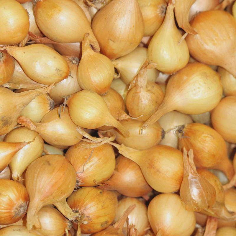 25 Sweet Oversize Onion Sets – Premium Large Bulbs for Early Harvest - Etsy