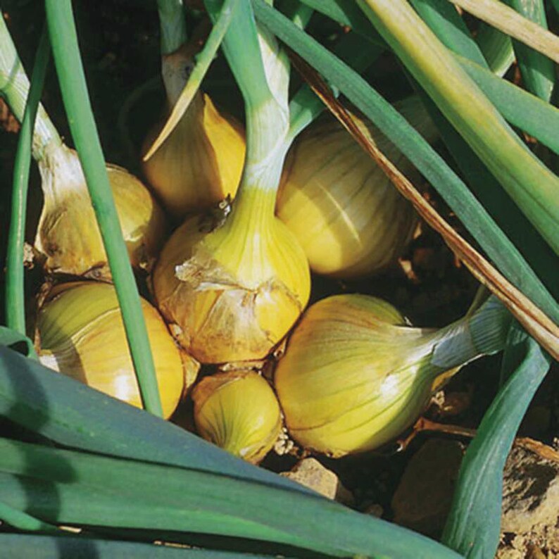 25 Sweet Oversize Onion Sets – Premium Large Bulbs for Early Harvest - Etsy