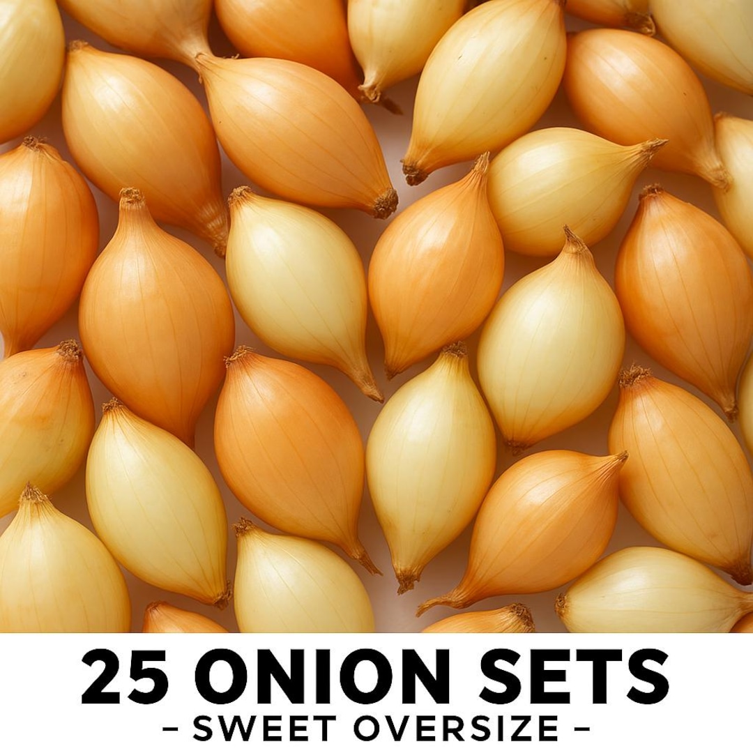 25 Sweet Oversize Onion Sets – Premium Large Bulbs for Early Harvest - Etsy