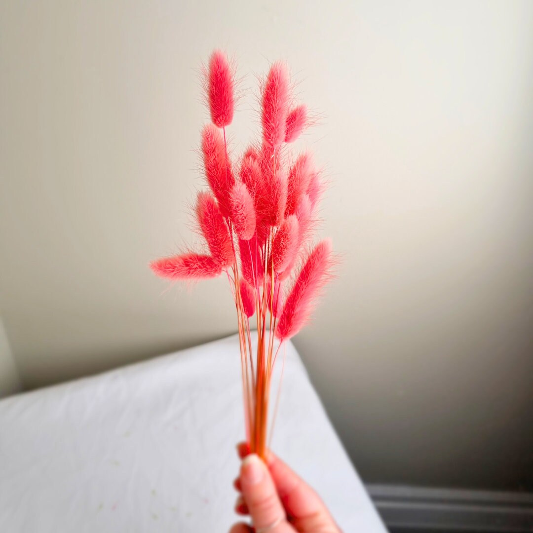 20 Bright Coloured Bunny Tails, Pink Bunny Tails Easter Flowers, Bunny ...