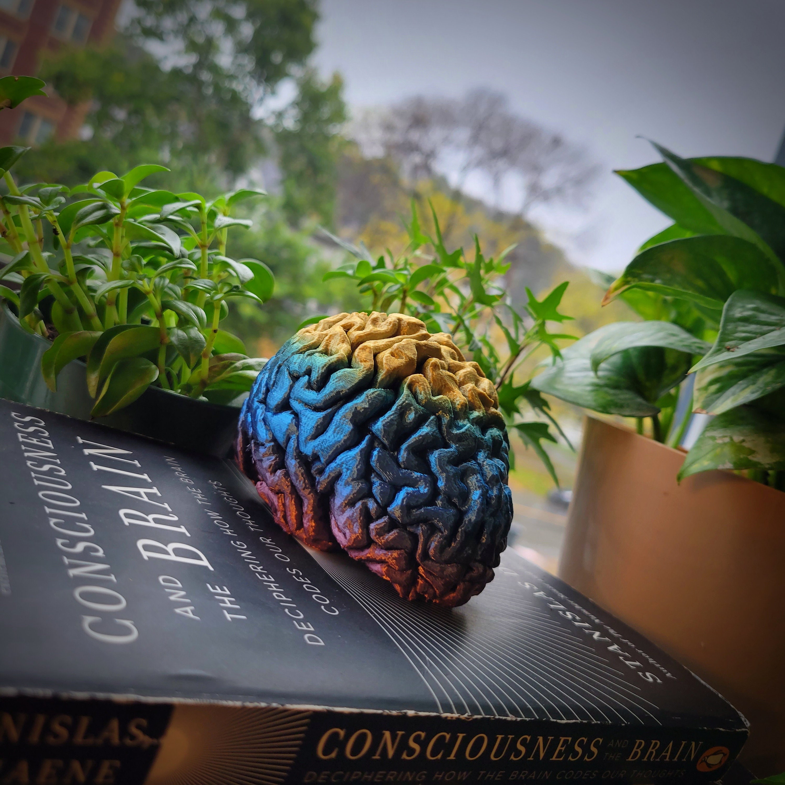 HUMAN BRAINS 3D Printed From Fmri Scan - Etsy Australia