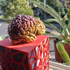 BRAINS ~ Ultra HD 3D Print From MRI Scan! - Etsy