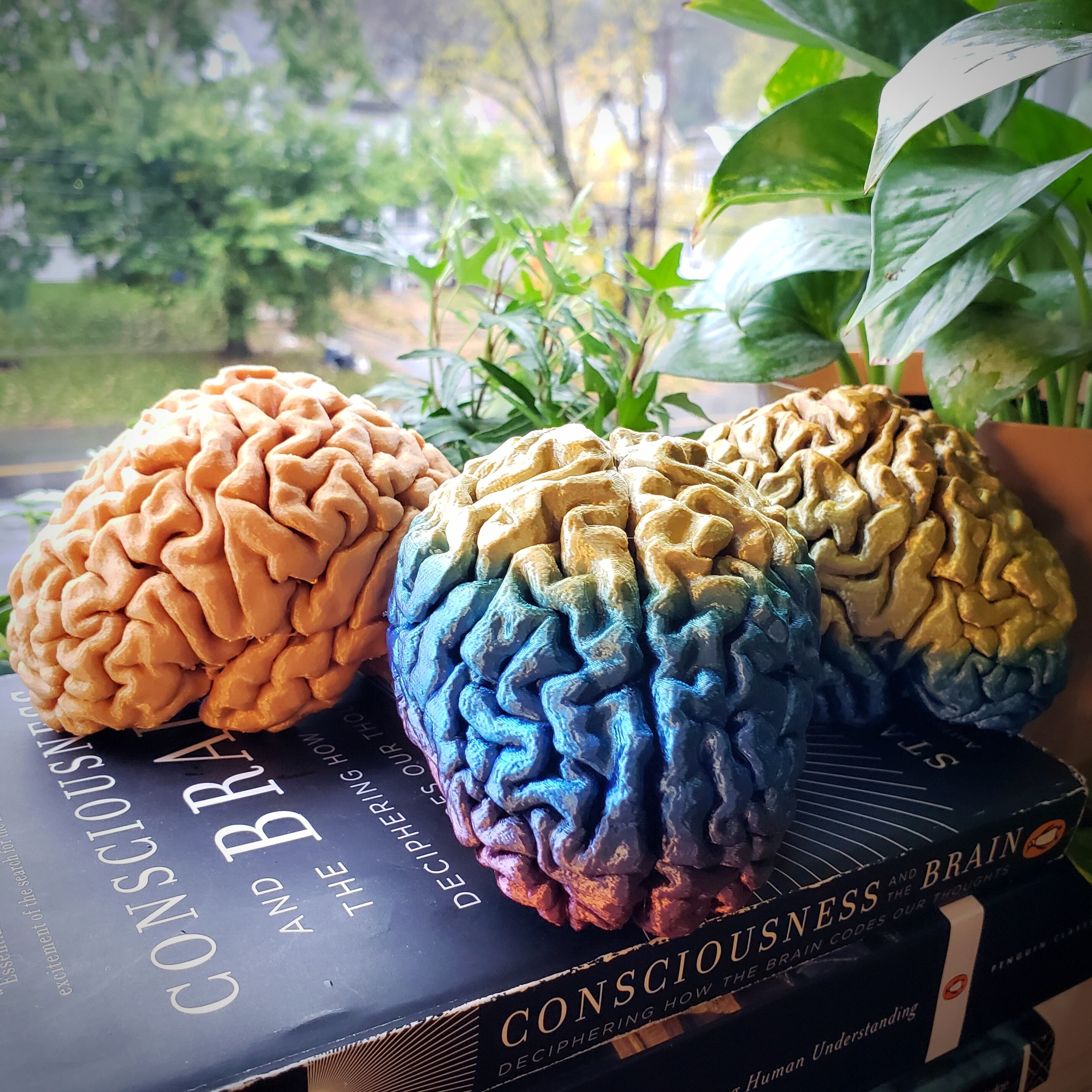 HUMAN BRAINS 3D Printed From Fmri Scan - Etsy Australia