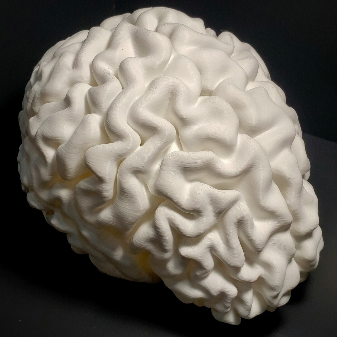HUMAN BRAIN | Highest Resolution in the World ~ Ultra Detailed 3D Print ...