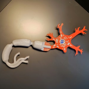 NEURON 3D MODEL | 3D Printed Brain Cell With Internal Cell Body ...