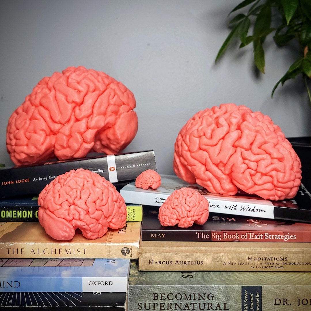 BRAINS ~ Ultra HD 3D Print From MRI Scan! - Etsy