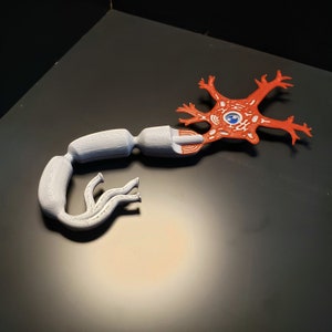 NEURON 3D MODEL | 3D Printed Brain Cell With Internal Cell Body ...