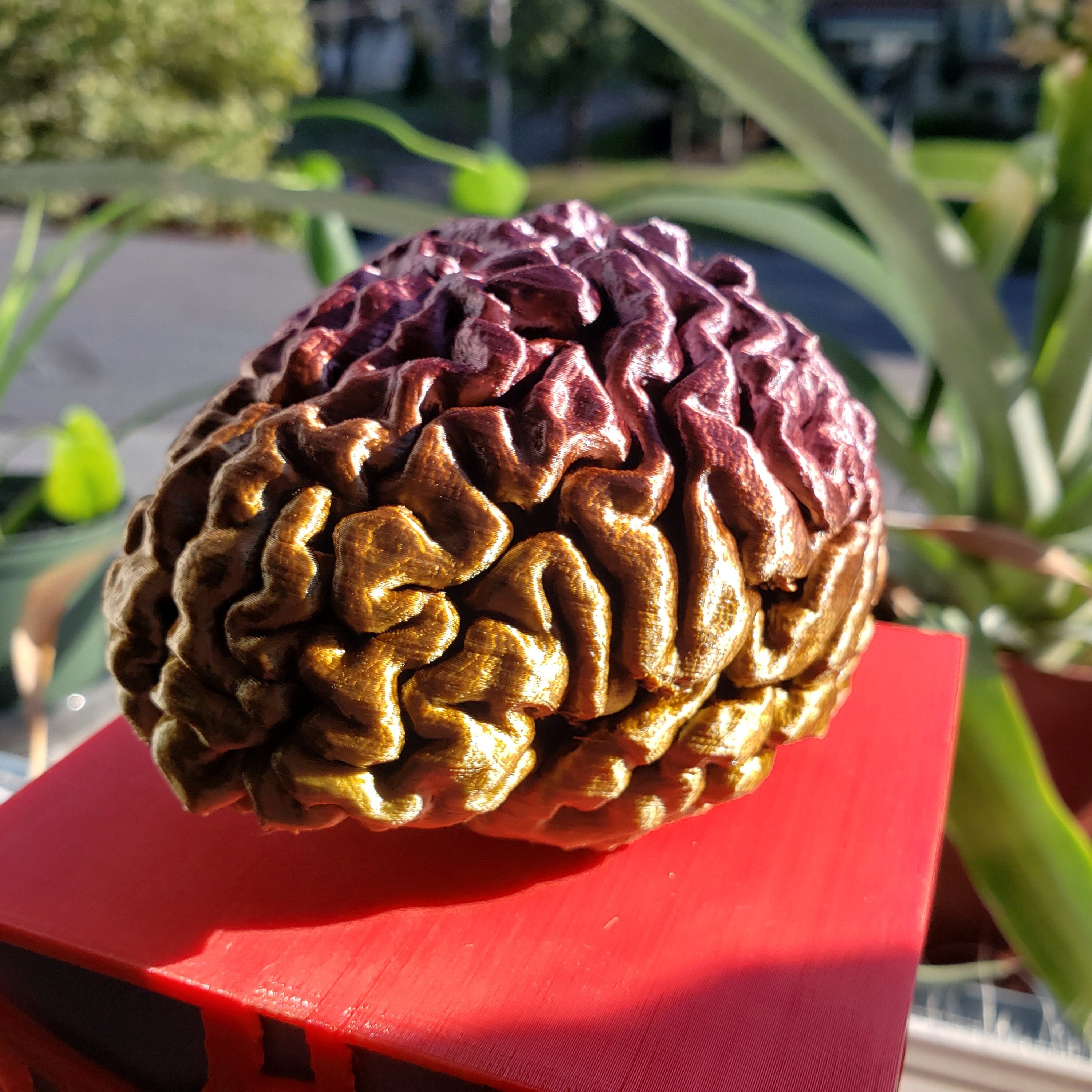 HUMAN BRAINS 3D Printed From Fmri Scan - Etsy Australia