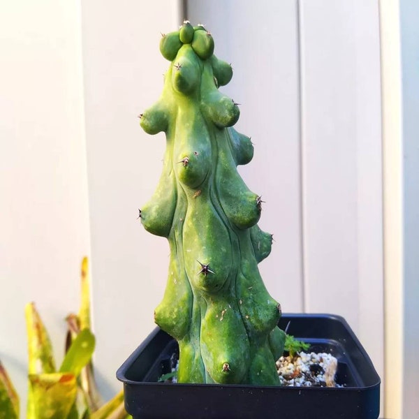 Boobie Cactus - Etsy