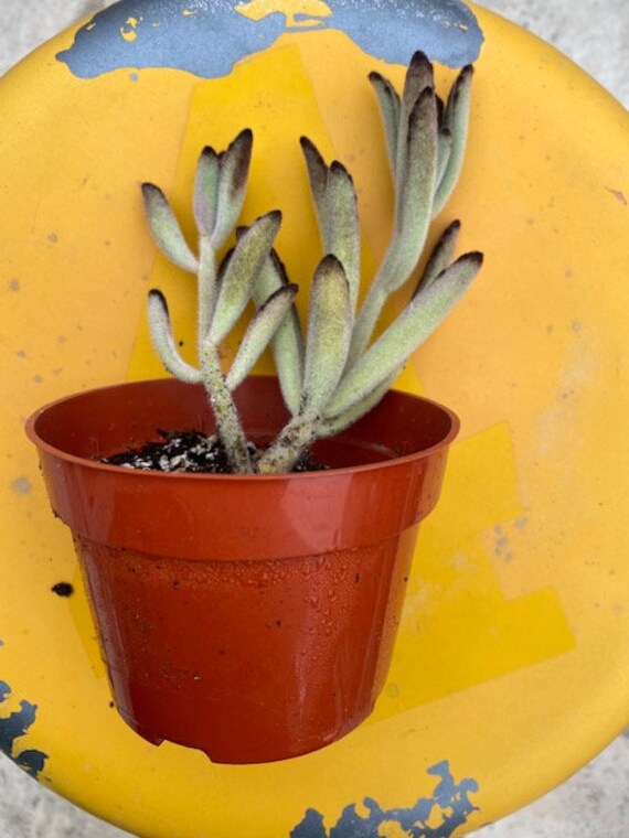 KALANCHOE TOMENTOSA 1 Rooted Cutting Fuzzy Panda Ears - Etsy