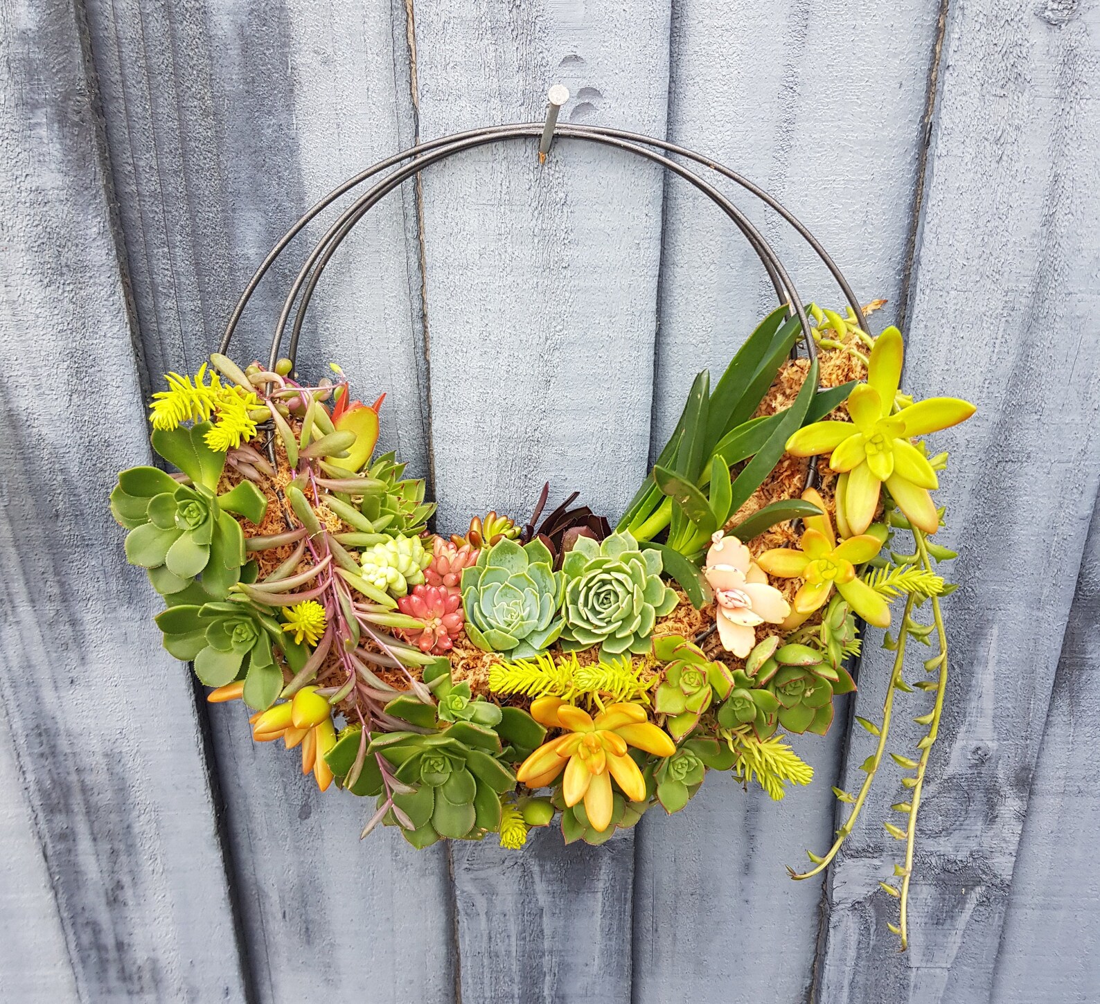 DIY KIT Half-moon Frame 28cm With or Without Plants for - Etsy Australia