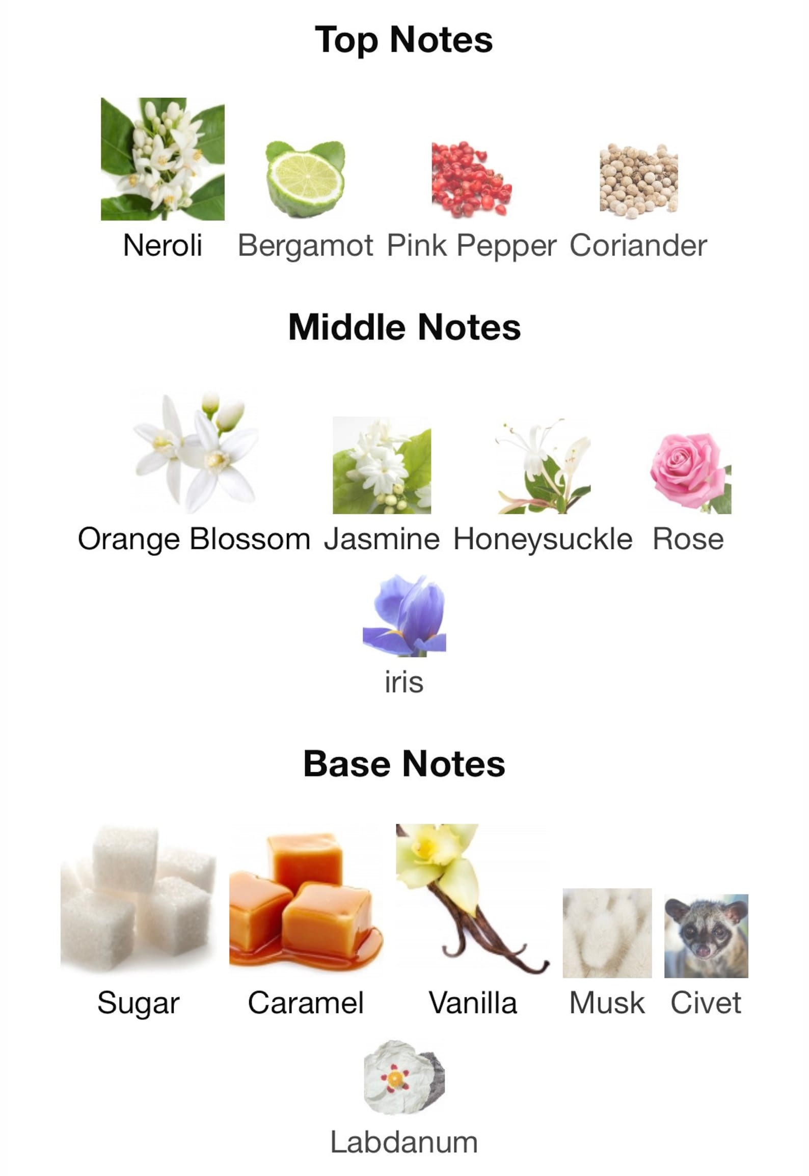 Inspired by Love Dont Be Shy Eau De Parfum - Etsy