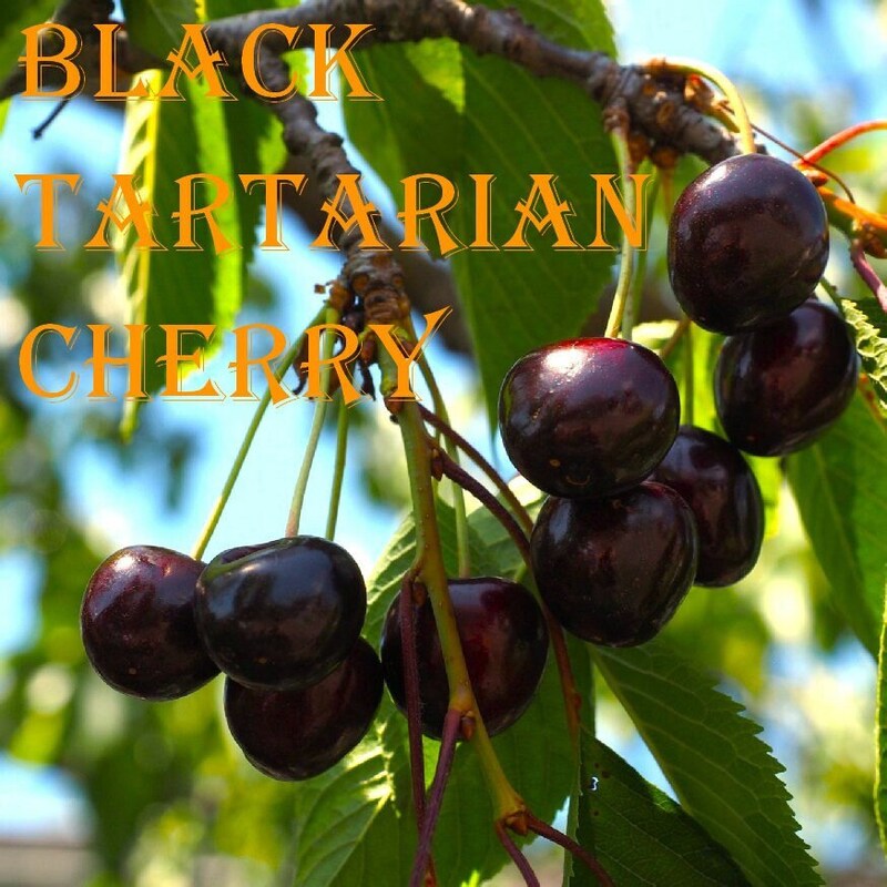 Black Cherry Tree - Etsy