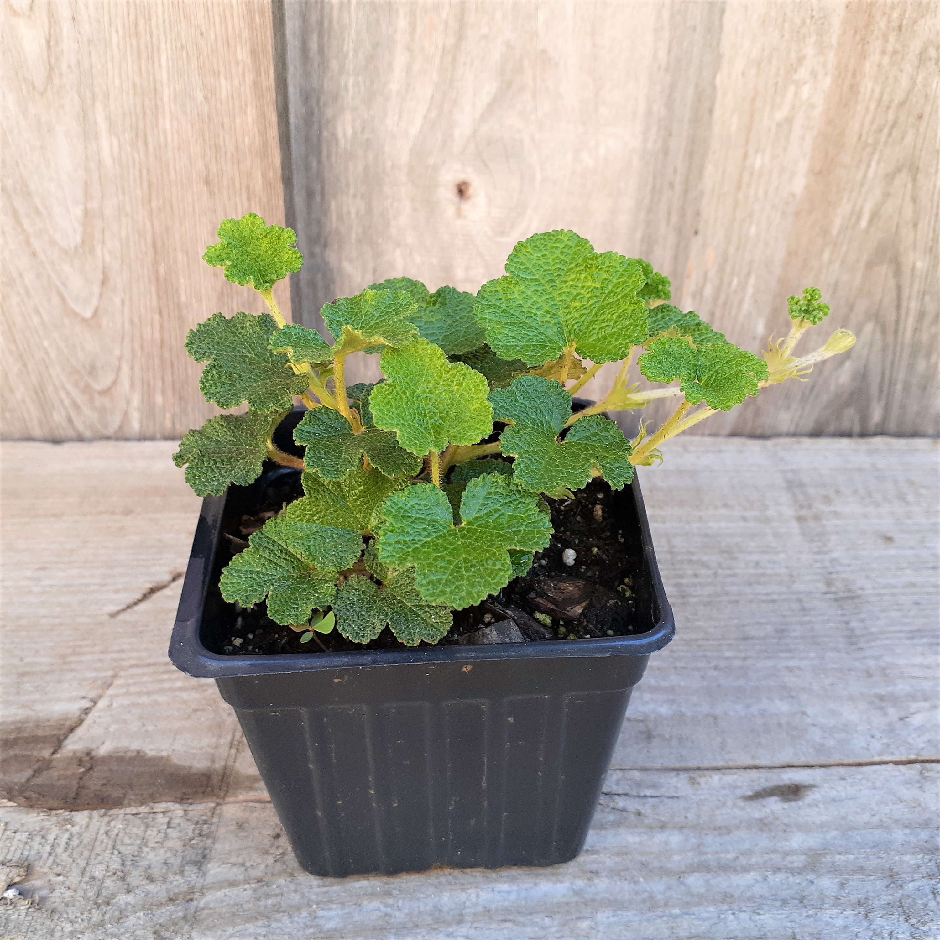 Creeping Golden Raspberry Plant - Etsy