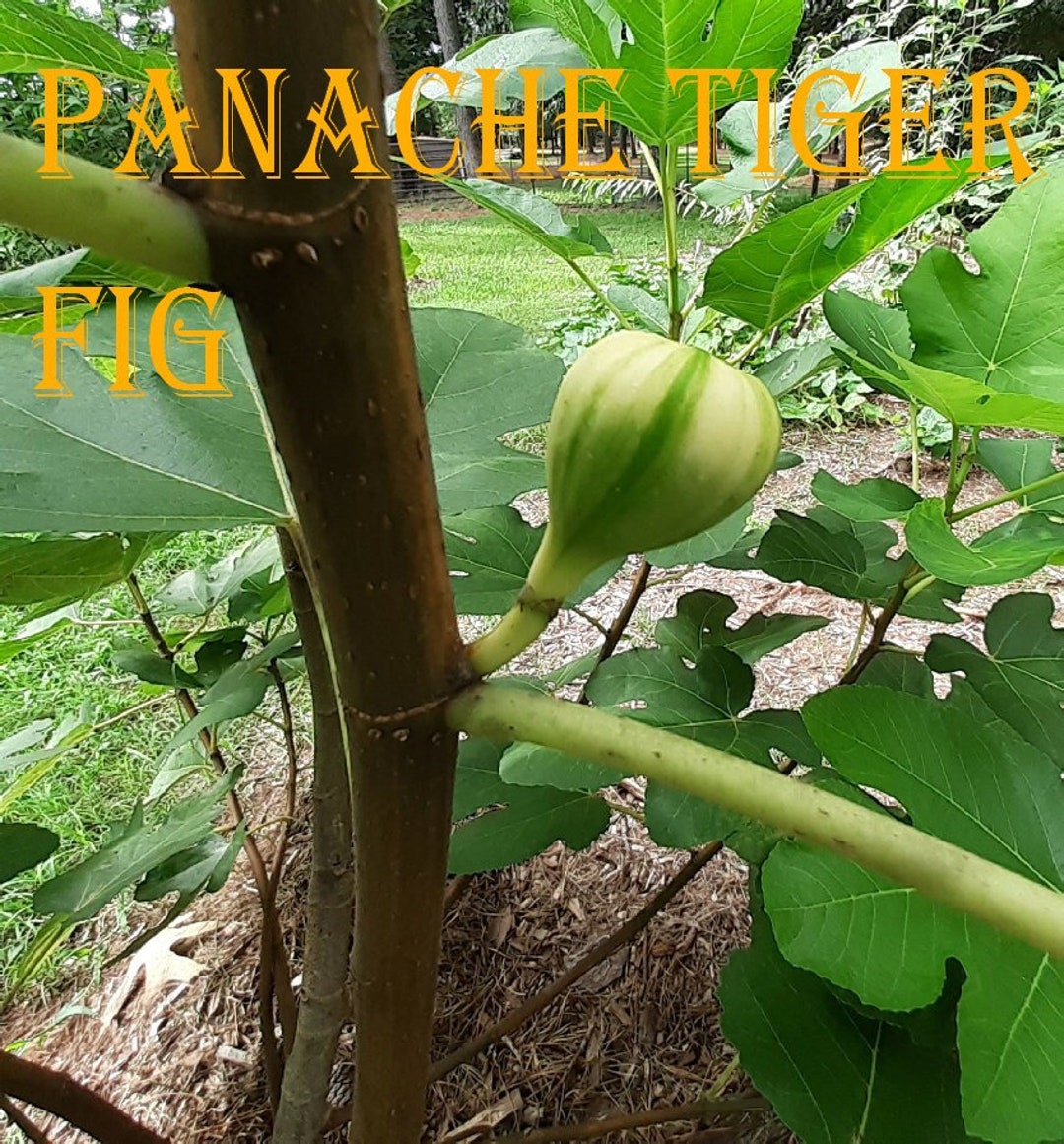 Panache Tiger Fig Fruit Tree Live Potted Plant (striped Fig) Zones 7-10 ...