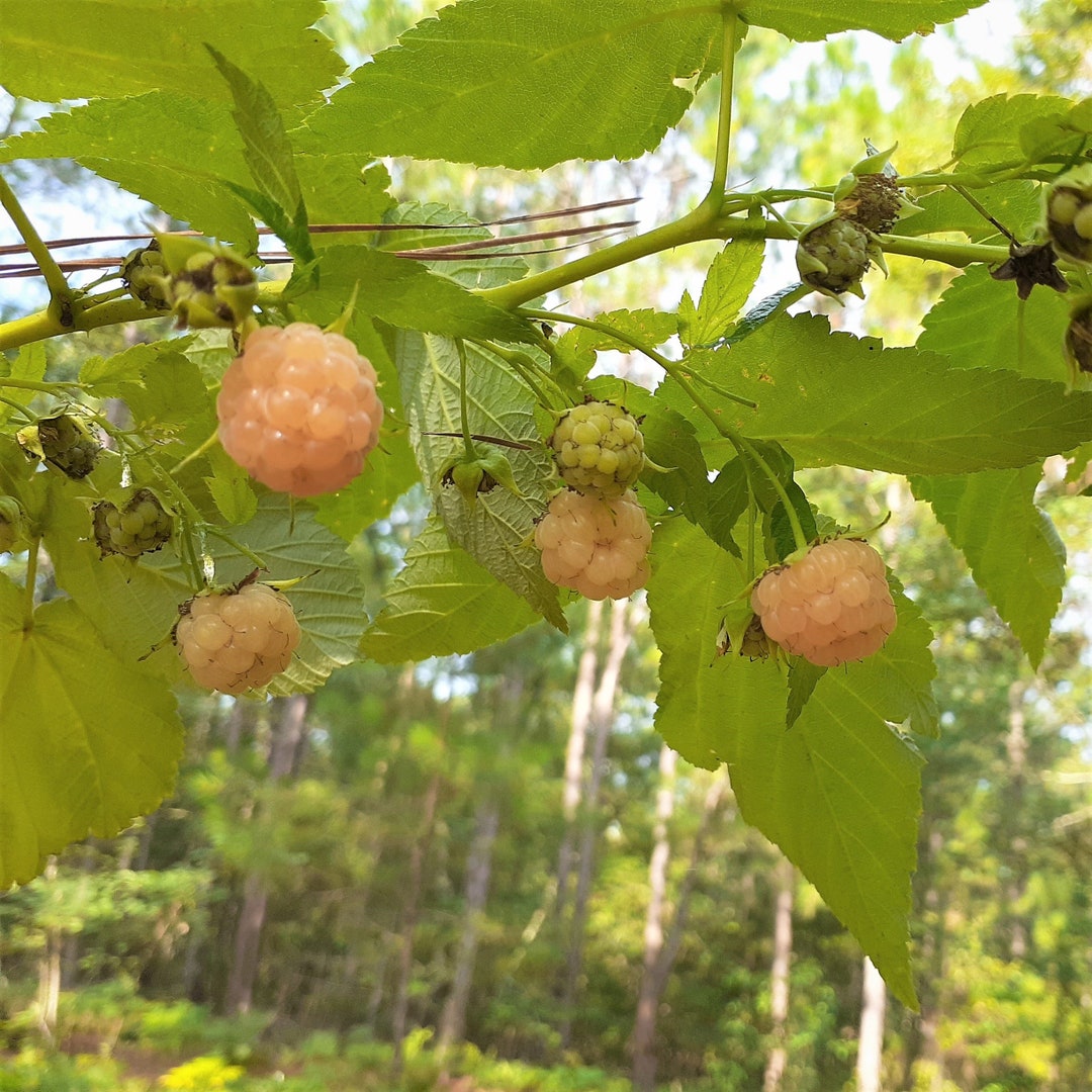 Fall Gold Everbearing Raspberry Plant in 3.5" Pot Fruiting Berry - Etsy