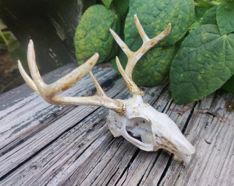 Jackalope Skull - Etsy