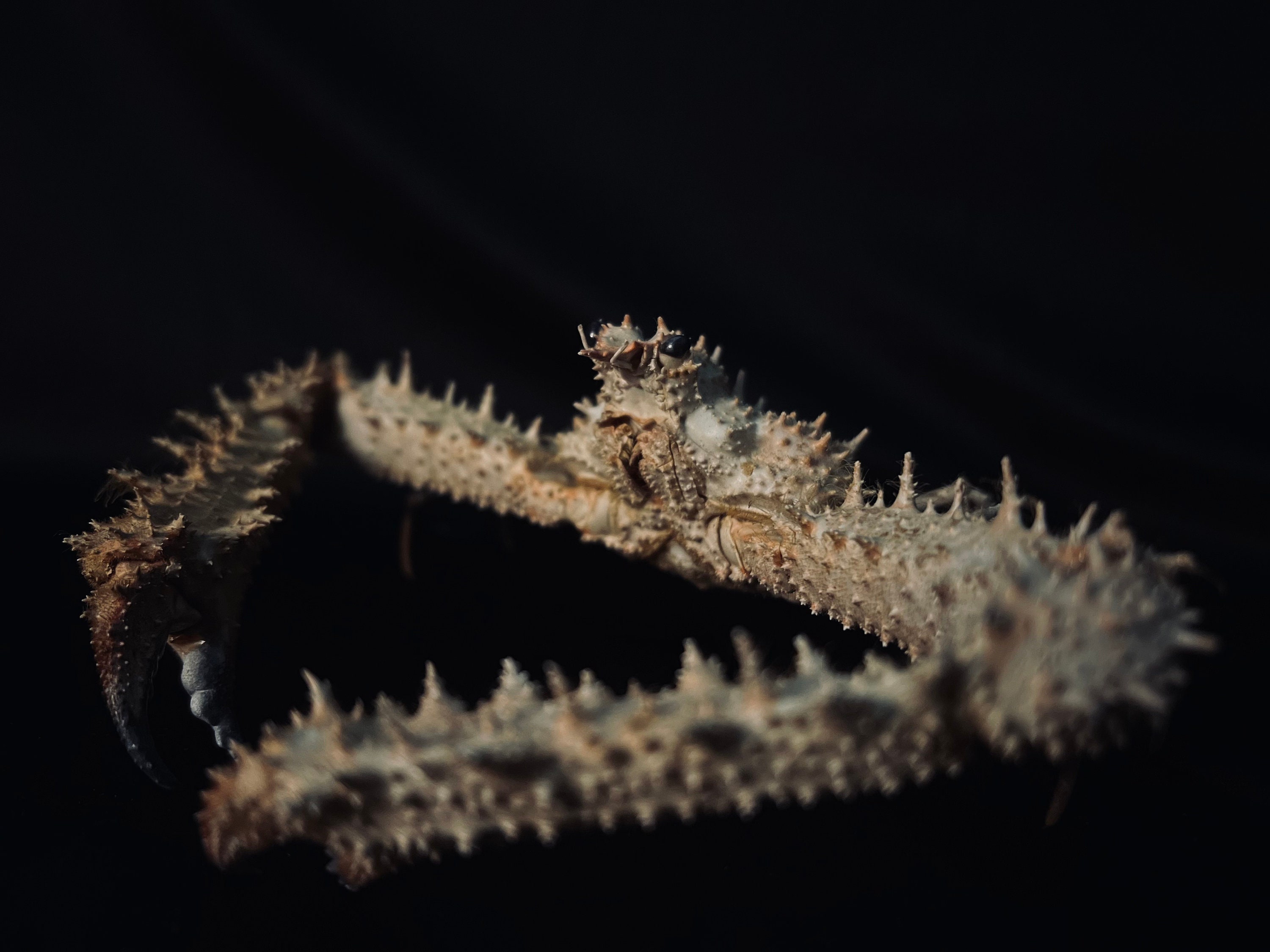 Rhinolambrus Lippus Crab Specimen - Etsy