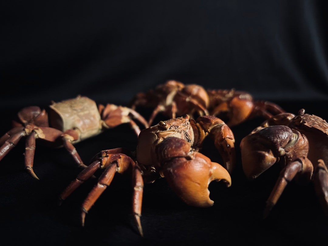 Neosarmatium Smithi Crab Specimen - Etsy