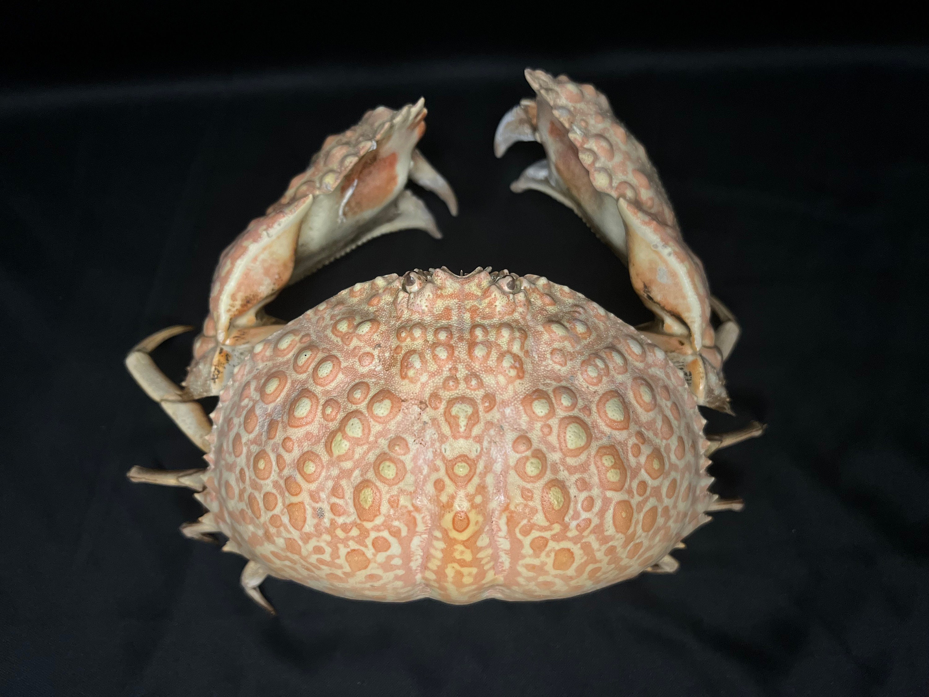 Calappa Japonica Crab Specimen - Etsy