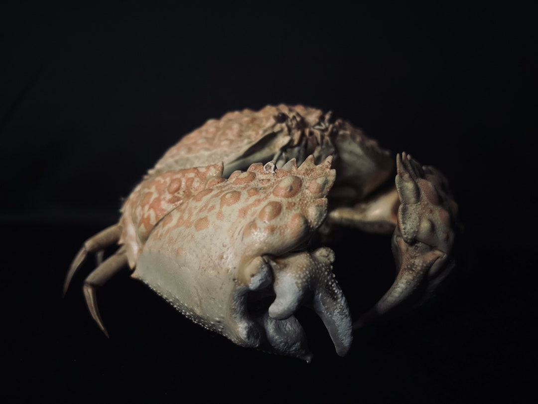 Calappa Japonica Crab Specimen - Etsy