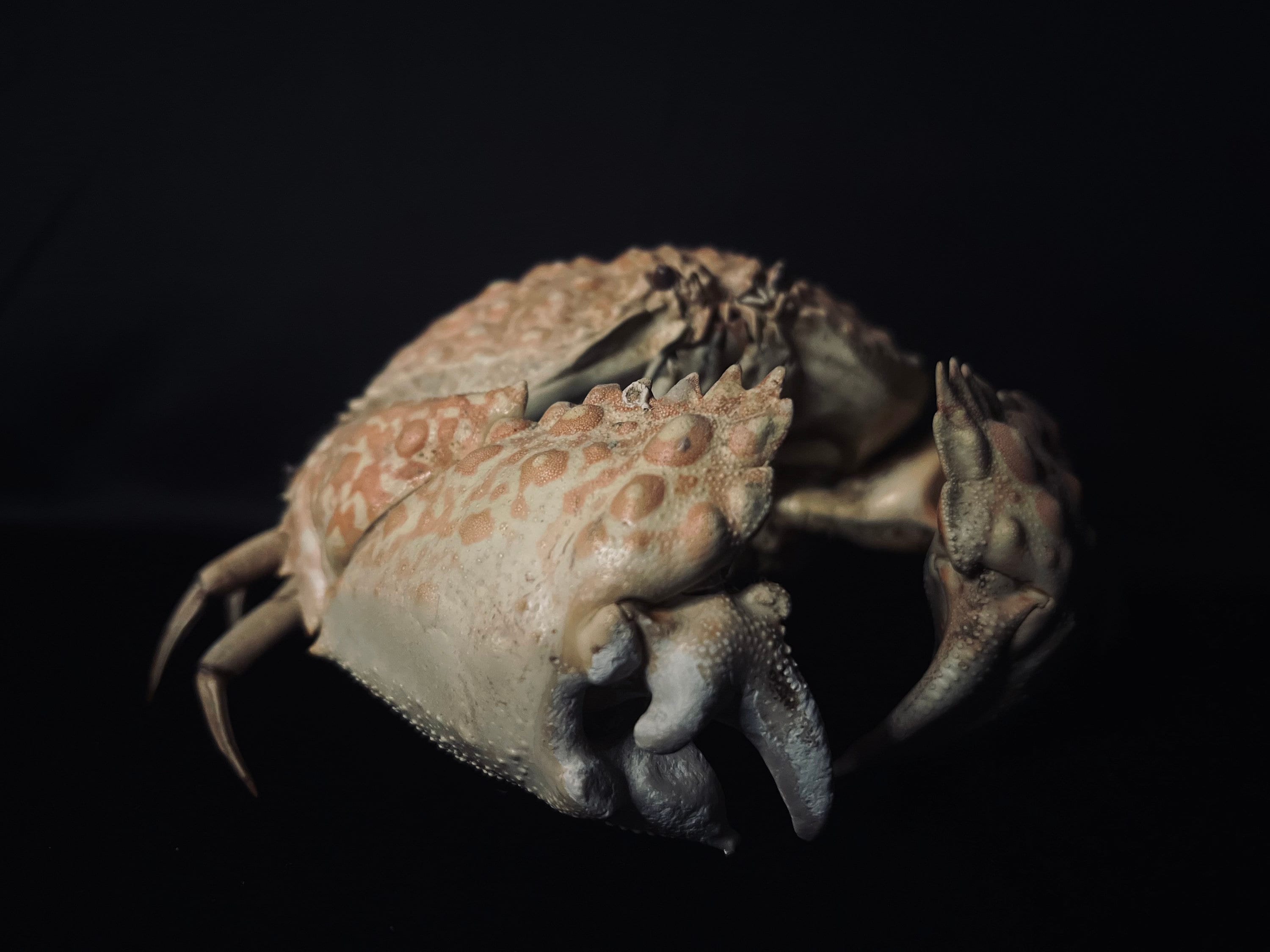 Calappa Japonica Crab Specimen - Etsy