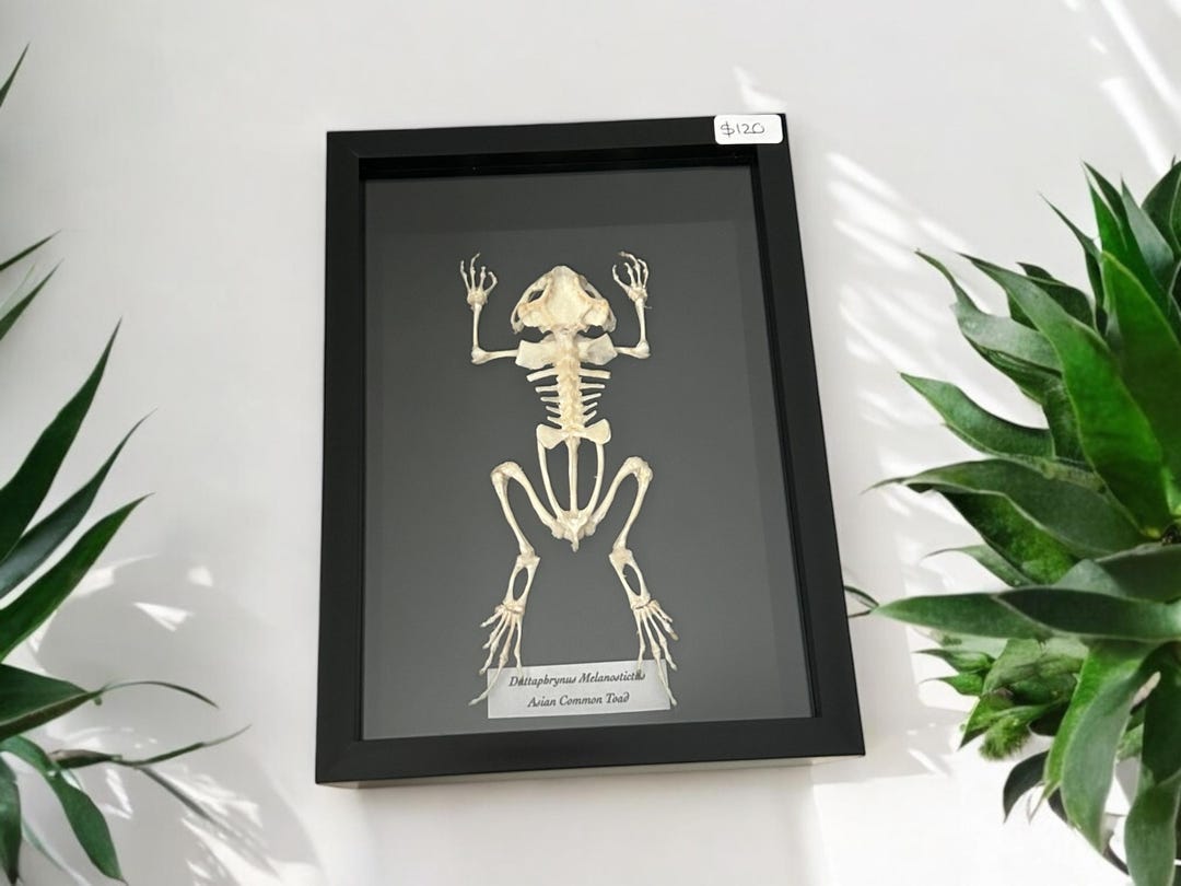Duttaphrynus Melanostictus - Asian Toad Skeleton in Taxidermy Frame ...
