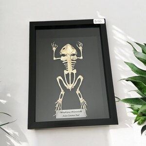Duttaphrynus Melanostictus - Asian Toad Skeleton in Taxidermy Frame ...