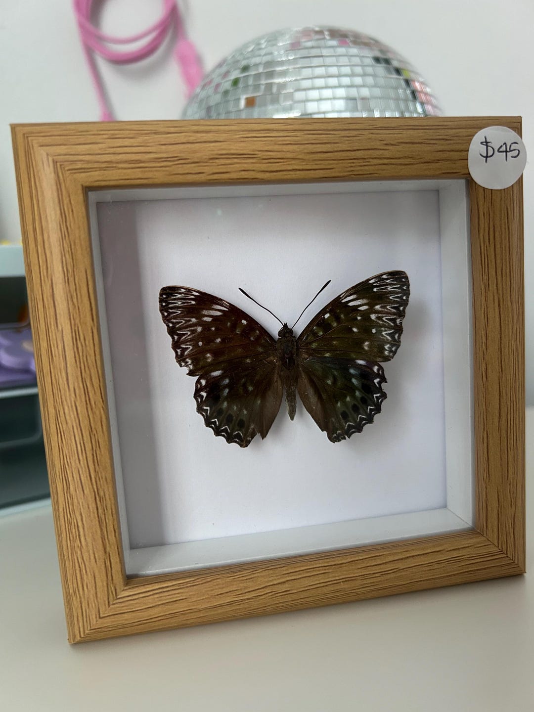 Butterfly Sp. in Taxidermy Frame - Etsy