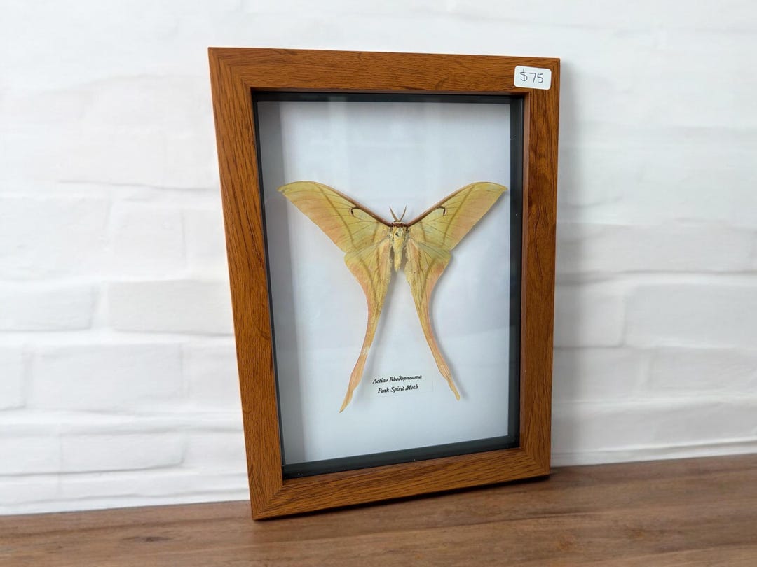 Actias Rhodopneuma - Pink Spirit Moth in Taxidermy Frame - Etsy