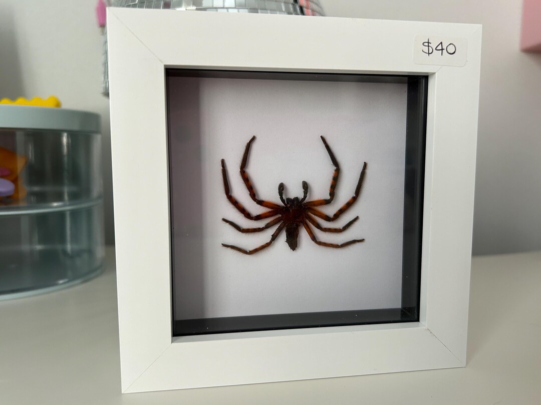 Huntsman Spider in Taxidermy Frame - Etsy