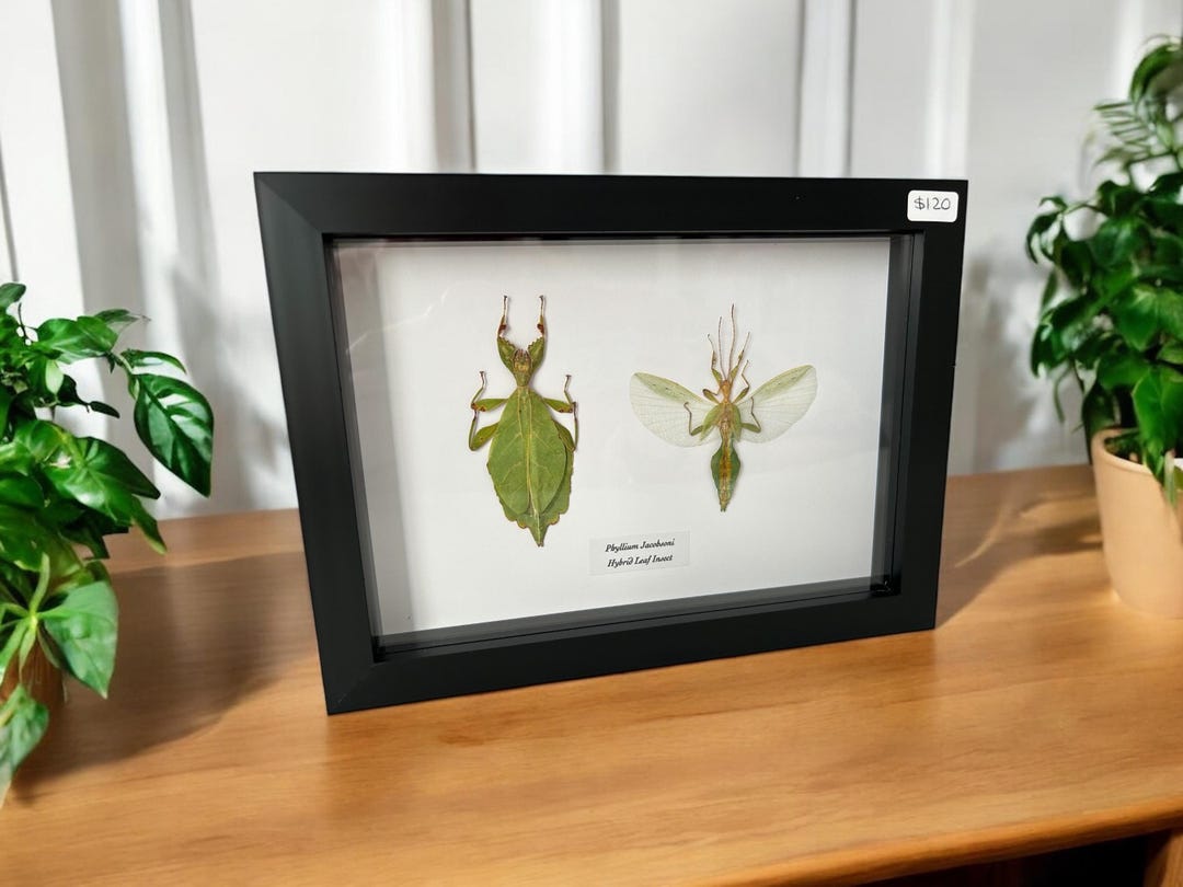 Phyllium Jacobsoni - Hybrid Leaf Insect in Taxidermy Frame - Etsy