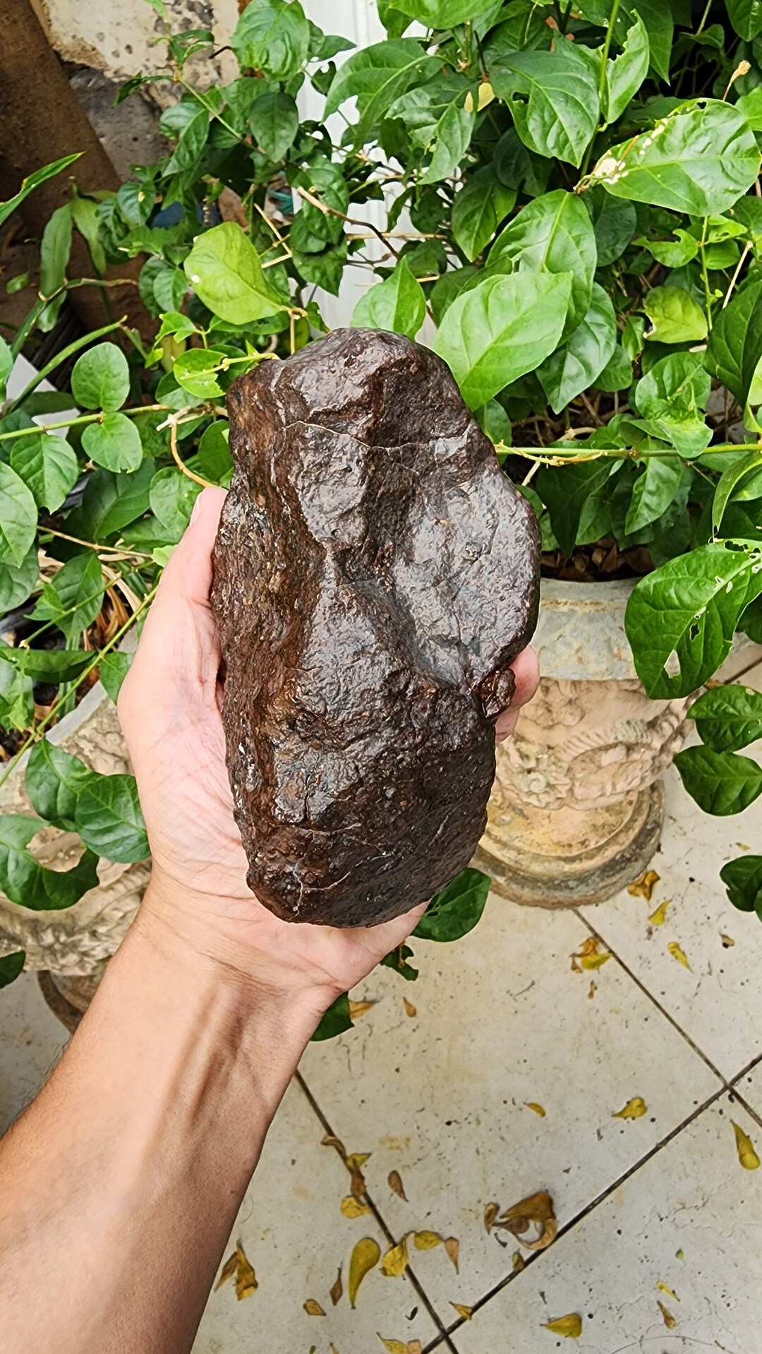 Meteorite - Ordinary Chondrite - Fall at Mauritania Desert - 1323GR ...