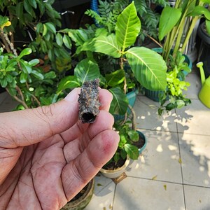 Fulgurite Lightning Glass . FULGURITE Stone . Lightning Strikes ...