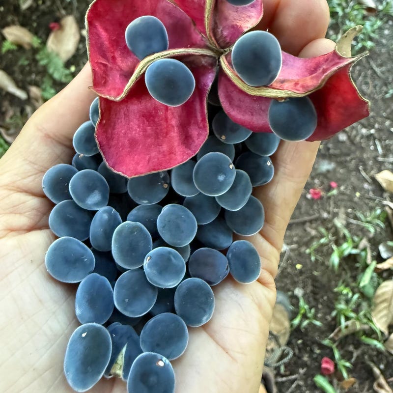 Hawaiian Velvet Seeds - Etsy