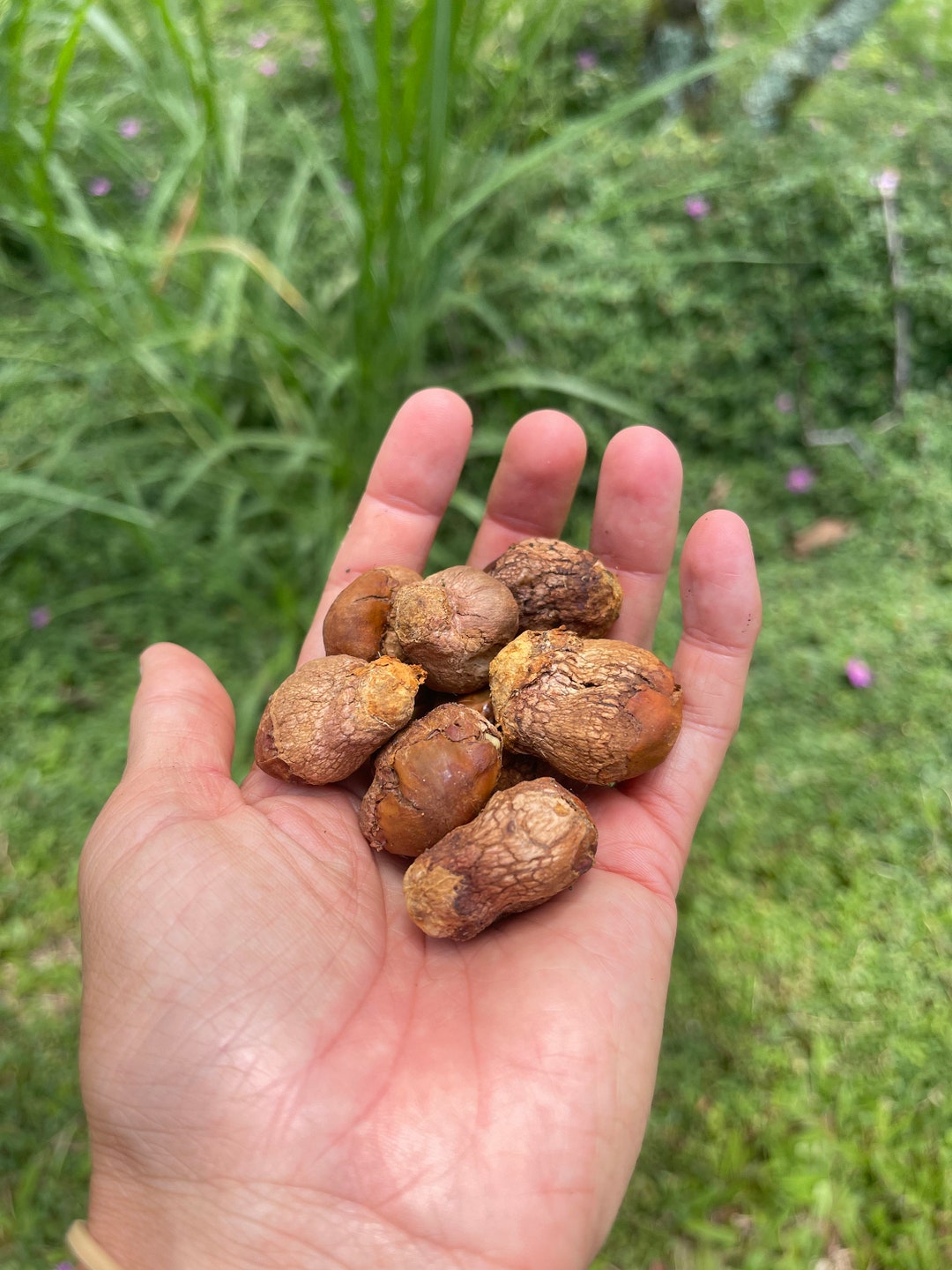 Fijian Longan Seeds - Etsy