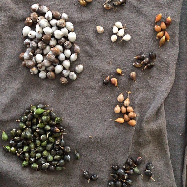 Tropical Fruit Seeds - Etsy