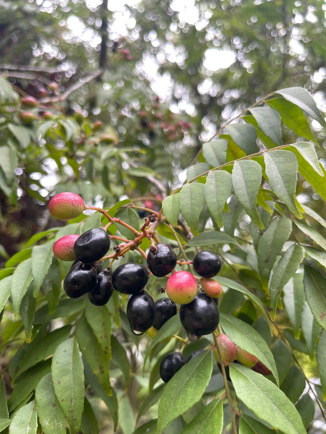 Curry Tree Seeds - Etsy