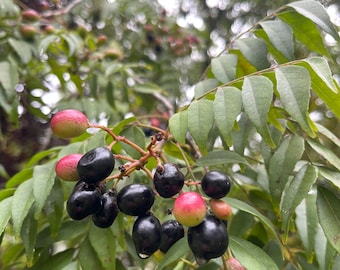 Curry Leaf Plant Seeds 10 Grown in USA Freshly Harvested Murraya ...