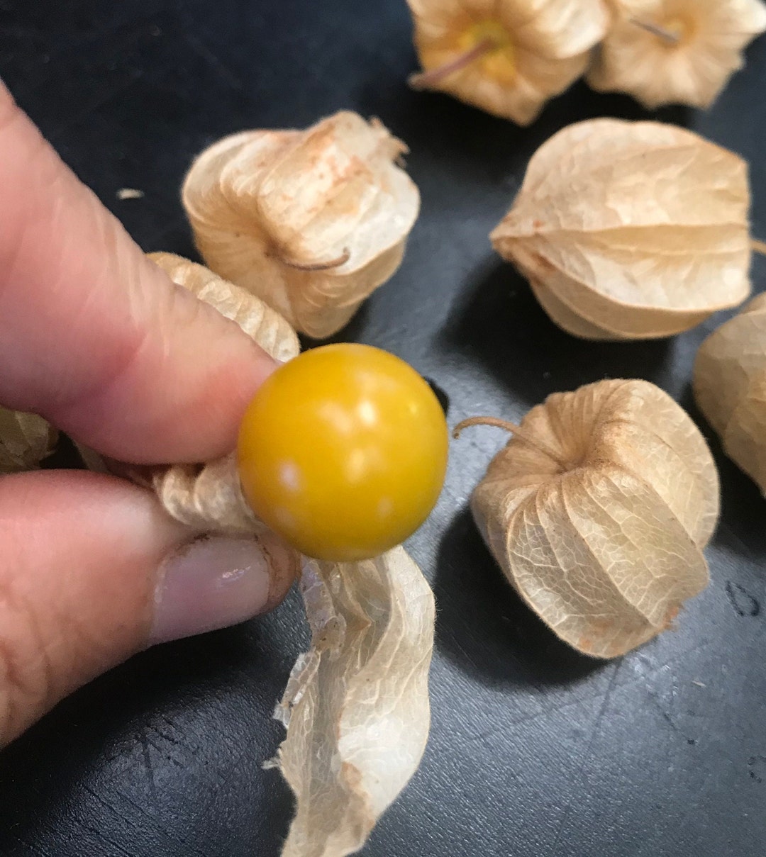 Ground Cherry Seeds - Etsy