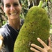Jackfruit Seeds, Organically Grown - Etsy