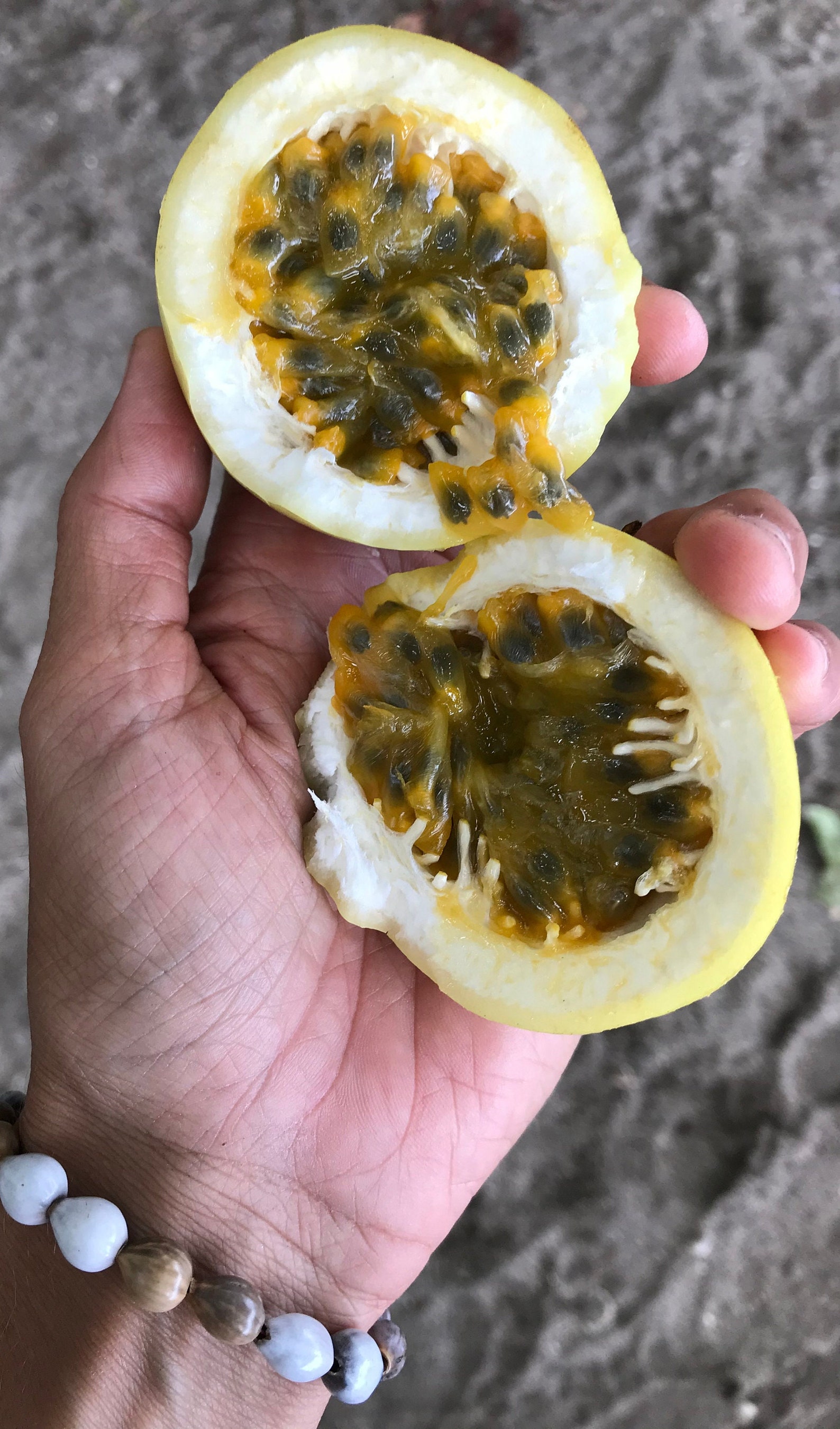 Yellow Passionfruit (lilikoi) Seeds - Etsy